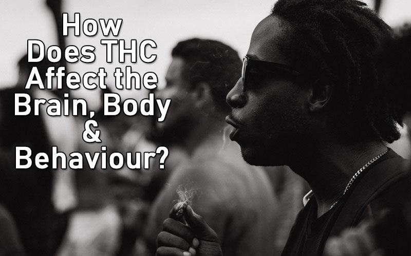 How Does THC Affect The Brain, Body & Behavior?