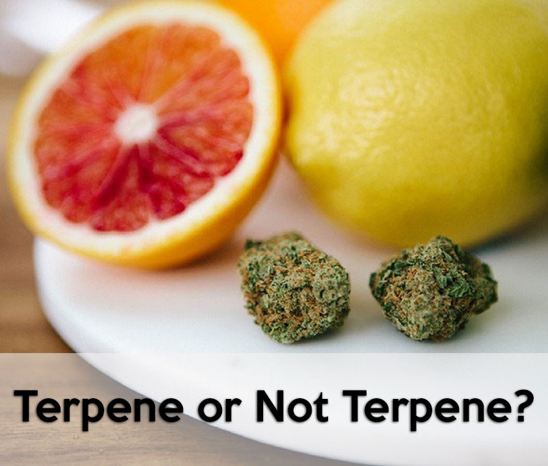 Terpenes - Everything You Need To Know About Plant Terpenes